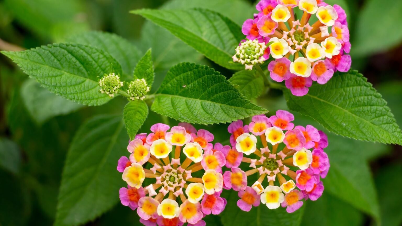 How to Plant, Grow, and Care for Lantana