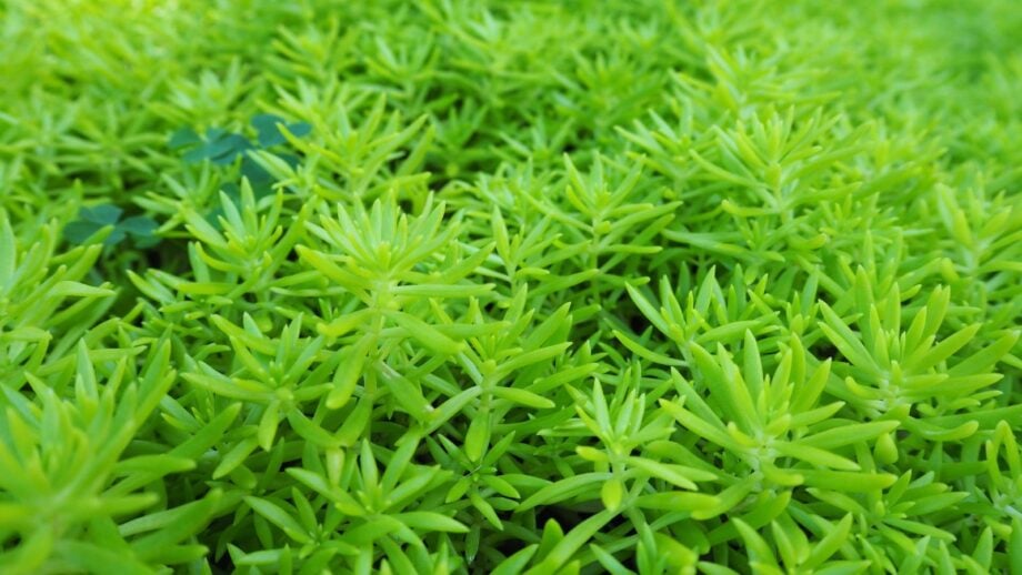 How to Plant, Grow, and Care for Sedum Angelina