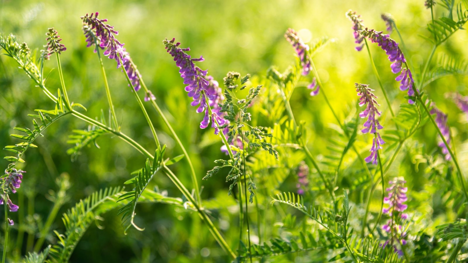 Hairy Vetch A Pollinator Plant And Great Cover Crop Epic Gardening