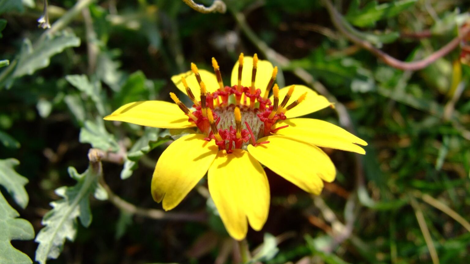 How to Plant, Grow, and Care for Berlandiera Lyrata