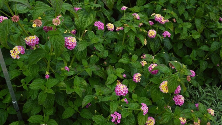 How to Plant, Grow, and Care for Lantana