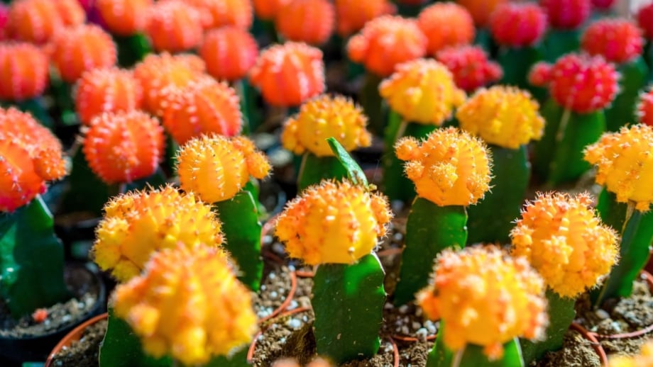 How to Plant, Grow, and Care For Moon Cactus
