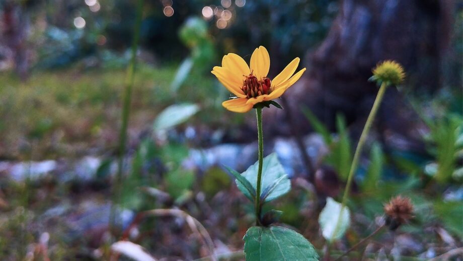 How to Plant, Grow, and Care for Berlandiera Lyrata