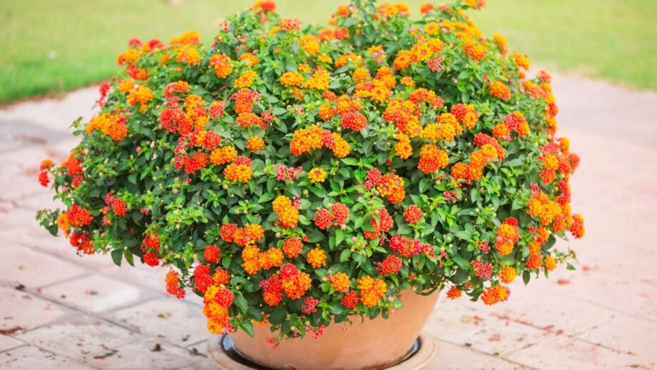 How to Plant, Grow, and Care for Lantana