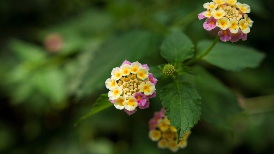 How to Plant, Grow, and Care for Lantana