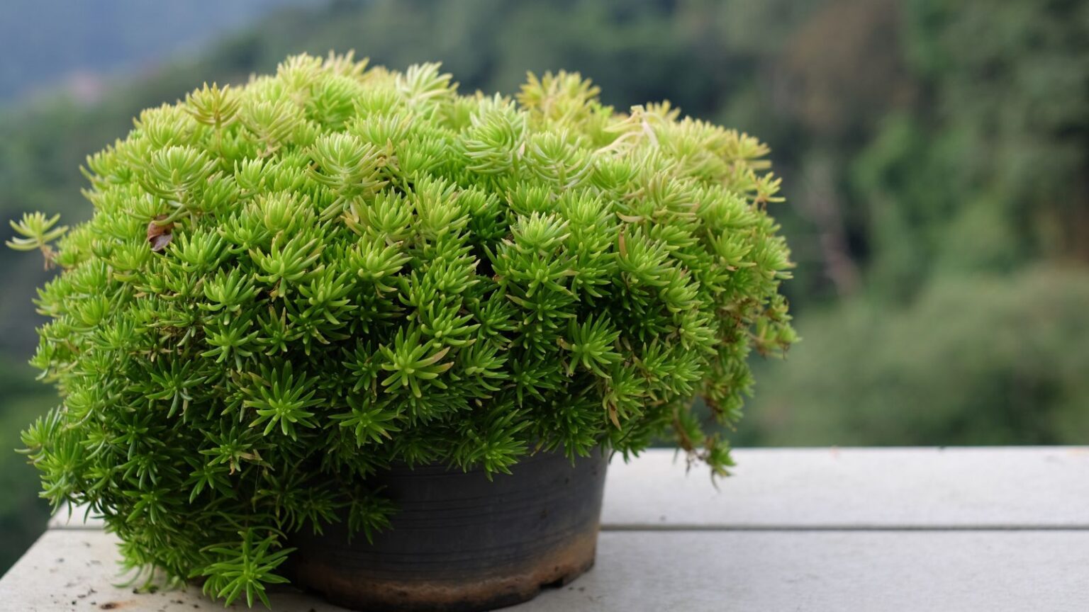 How to Plant, Grow, and Care for Sedum Angelina