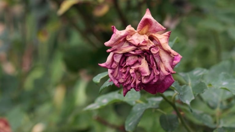 How to Revive a Dying Rose Bush: 7 Expert Tips