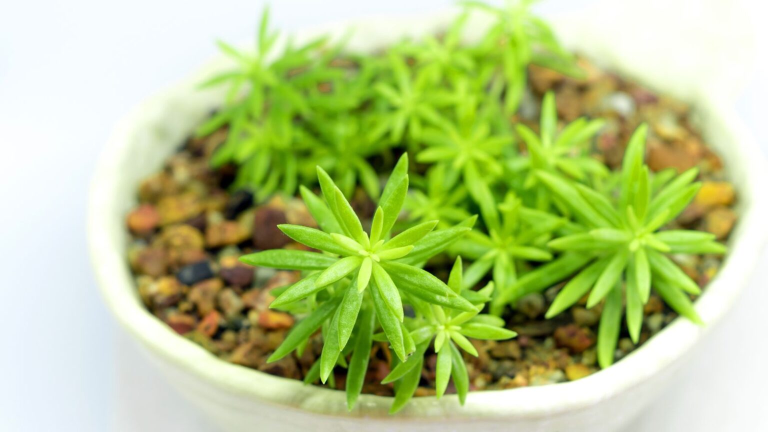 How to Plant, Grow, and Care for Sedum Angelina