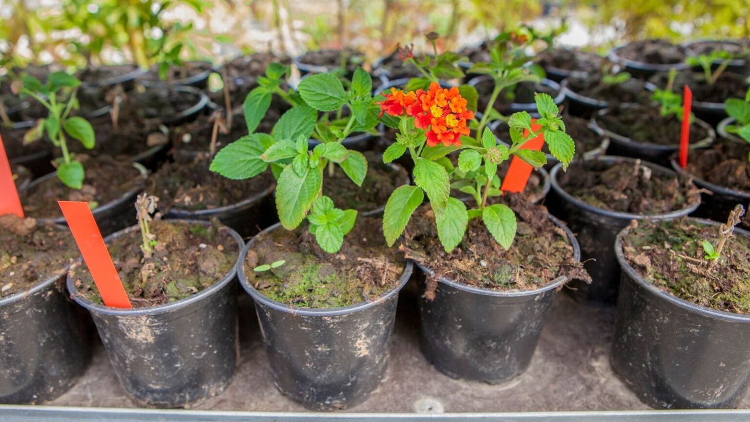How to Plant, Grow, and Care for Lantana