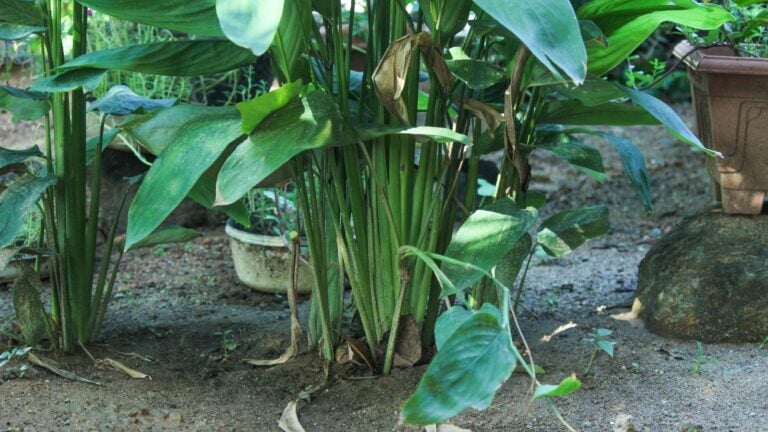 How to Plant, Grow, and Care for Arrowroot