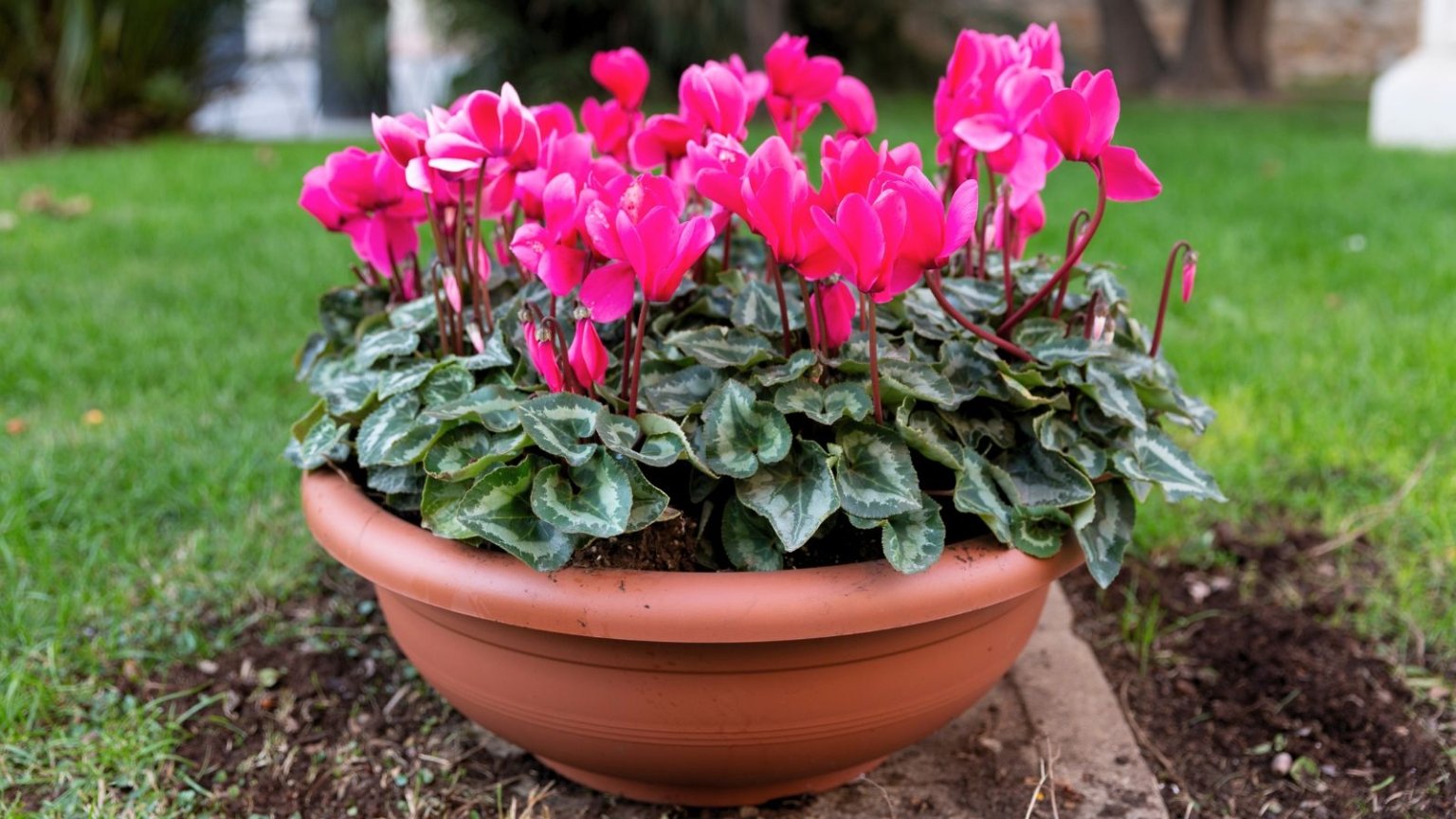 27 Hardy Plants For Winter Container Gardens
