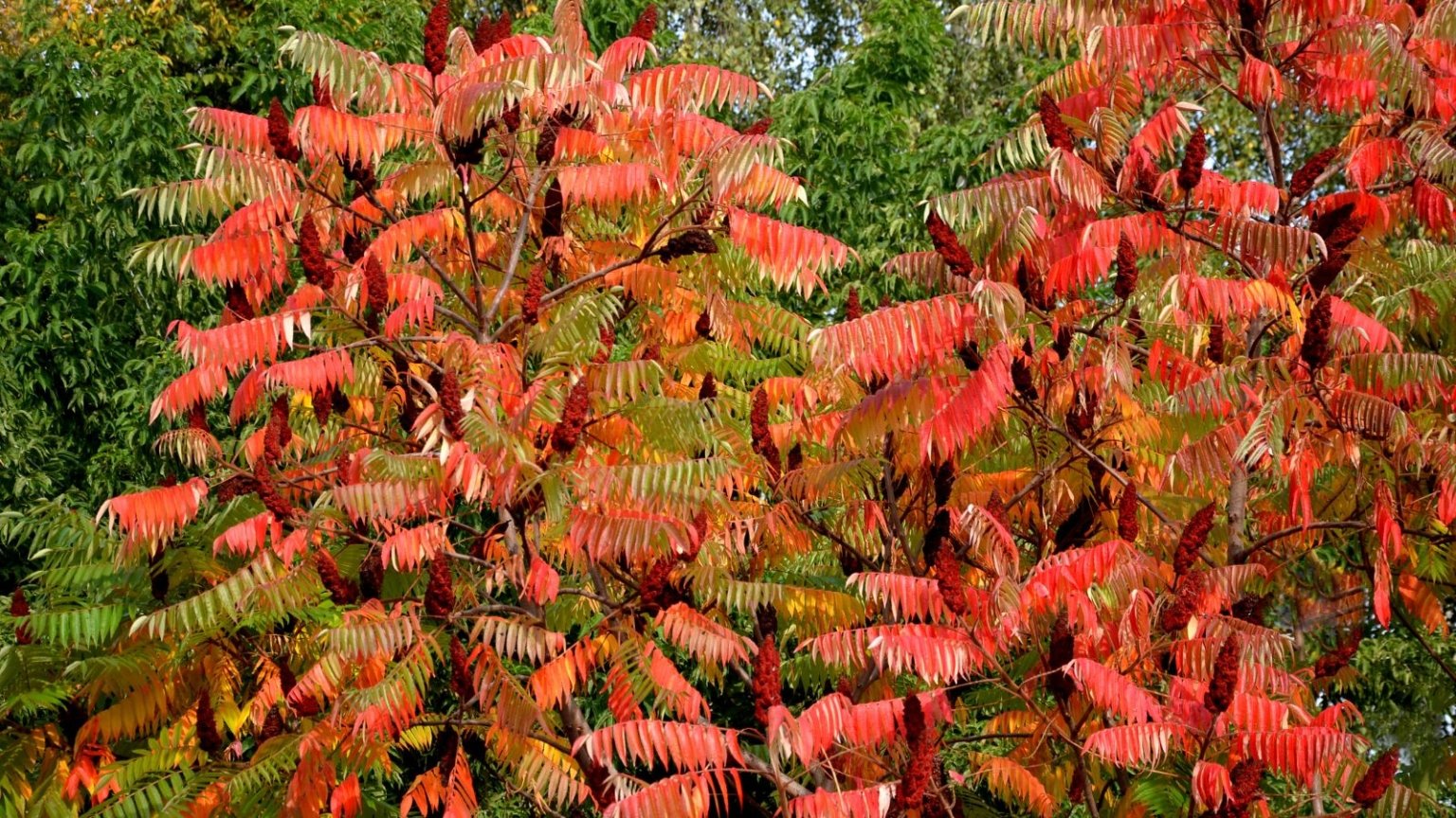 How to Plant, Grow, and Care for Rhus Glabra