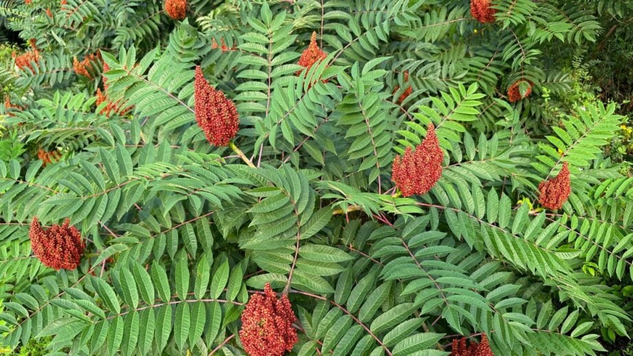 How to Plant, Grow, and Care for Rhus Glabra