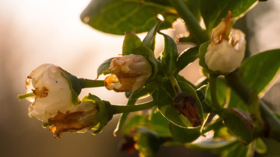 11 Reasons Your Blueberry Plant is Dying and How To Fix it