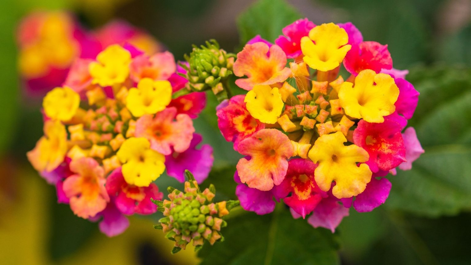 How to Plant, Grow, and Care for Lantana