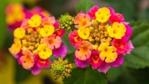 How to Plant, Grow, and Care for Lantana