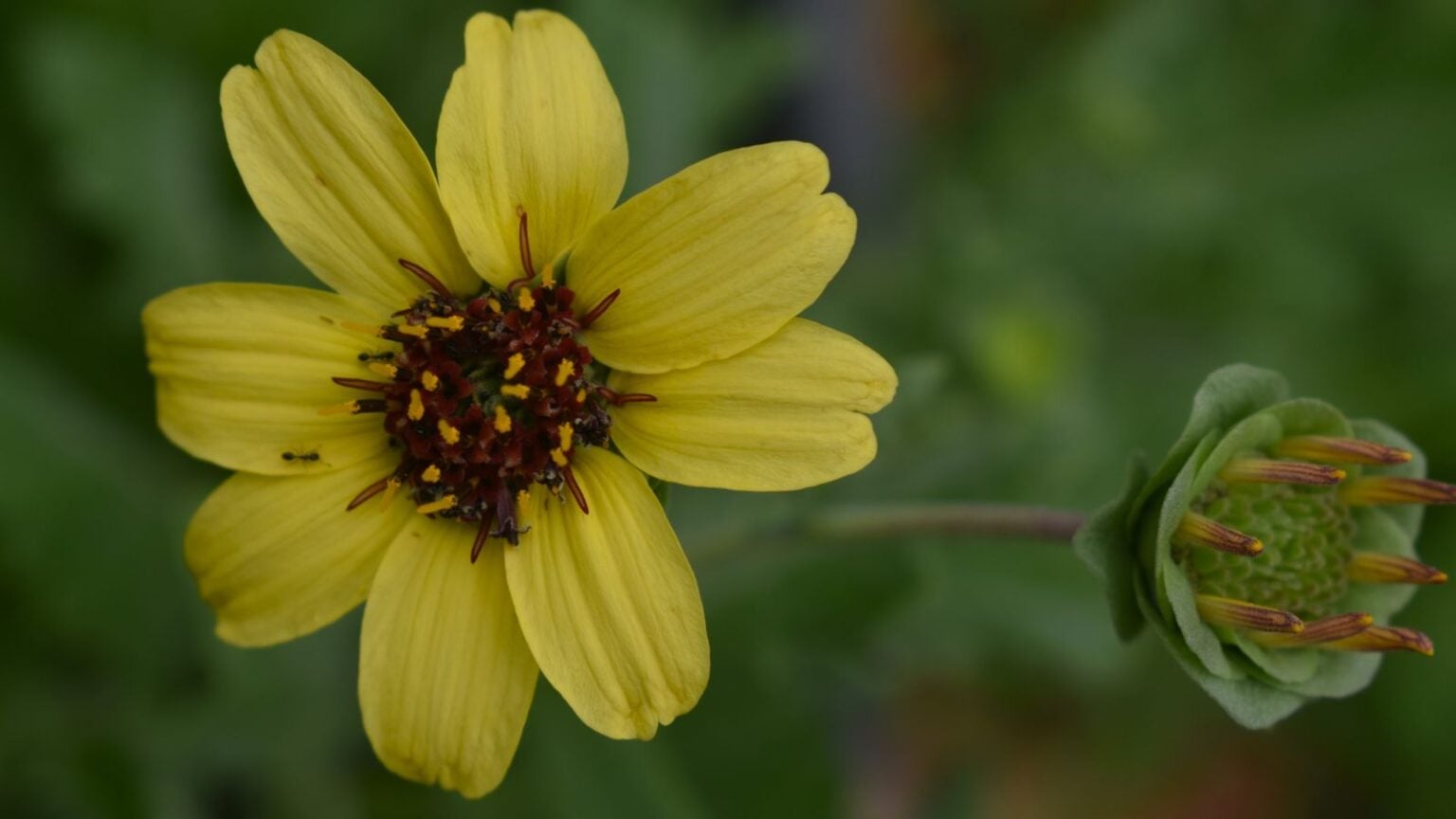 How to Plant, Grow, and Care for Berlandiera Lyrata