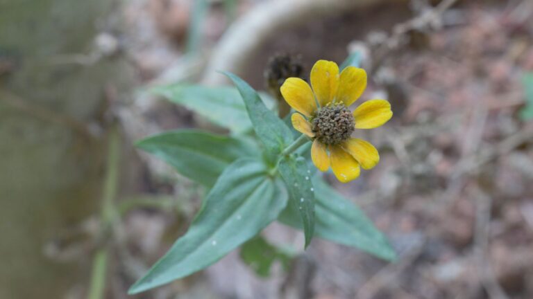 How to Plant, Grow, and Care for Berlandiera Lyrata