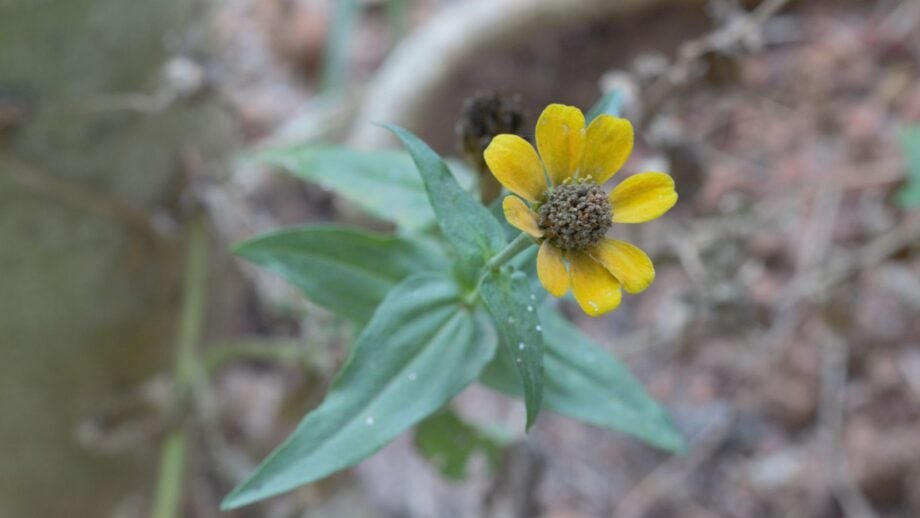 How to Plant, Grow, and Care for Berlandiera Lyrata