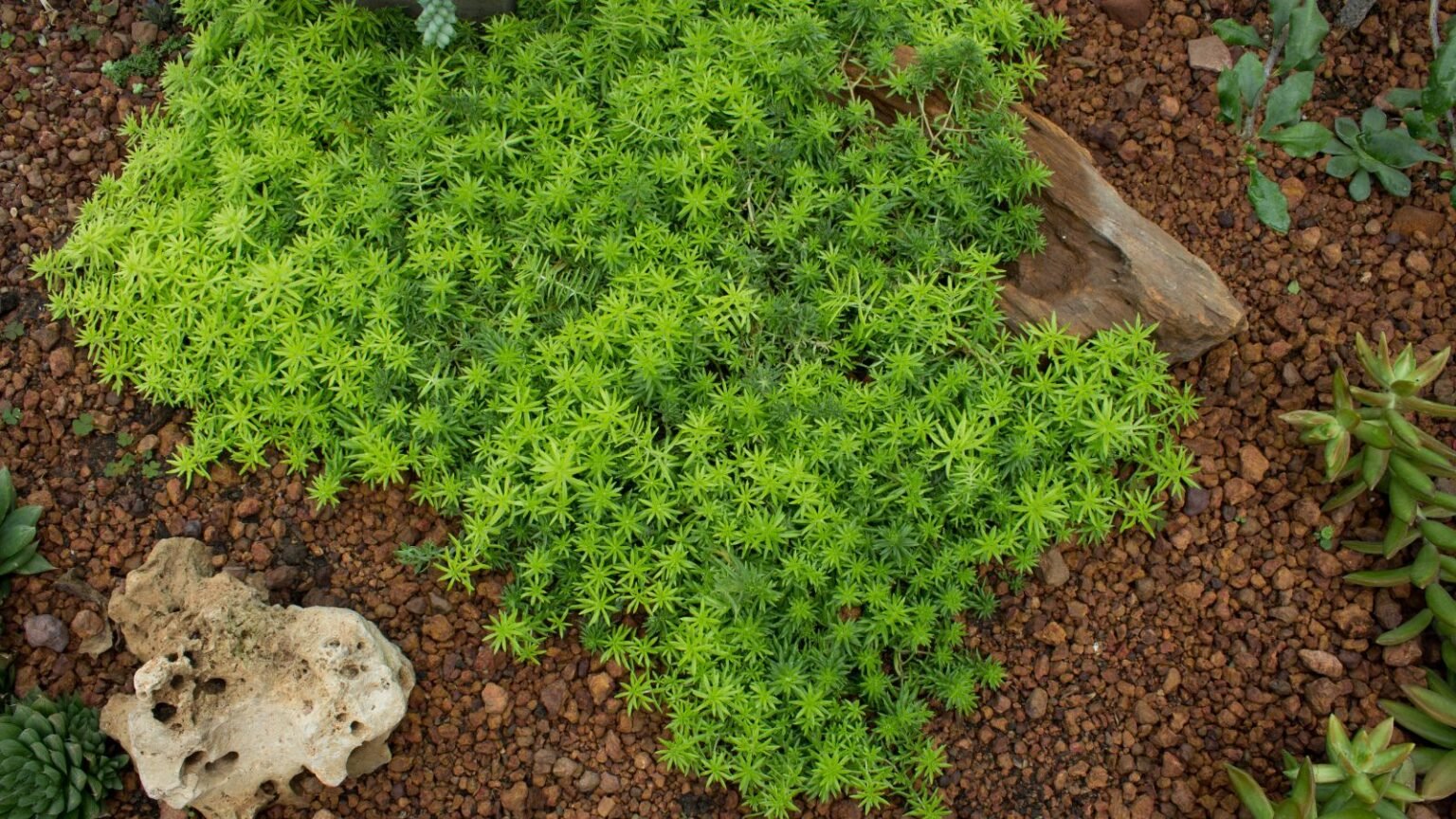 How to Plant, Grow, and Care for Sedum Angelina