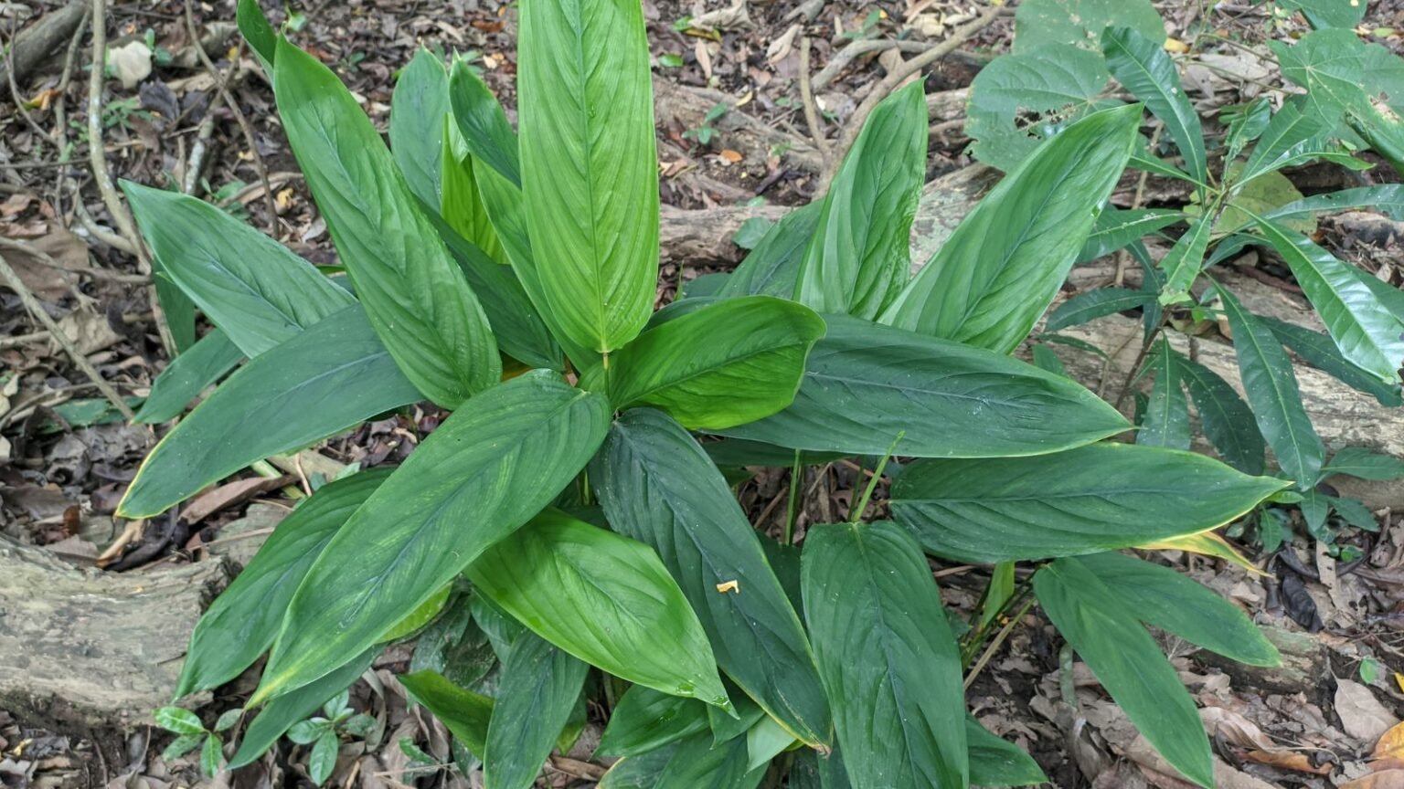 How to Plant, Grow, and Care for Arrowroot