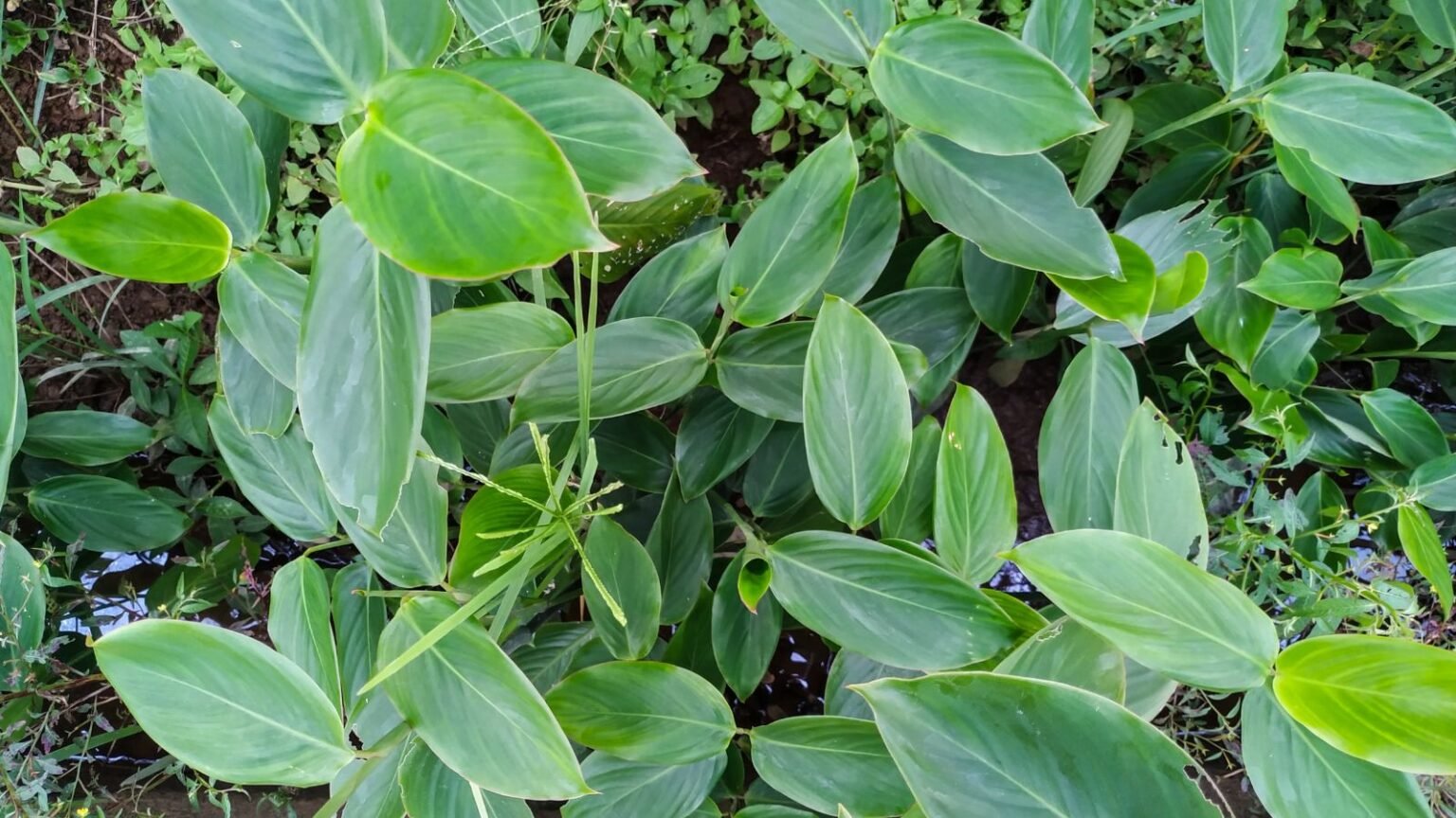 How to Plant, Grow, and Care for Arrowroot