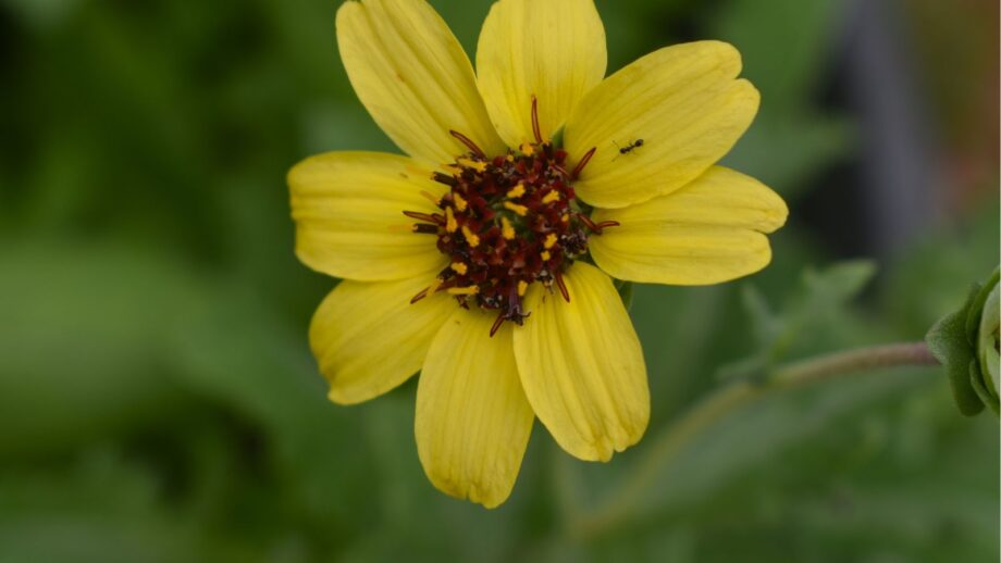 How to Plant, Grow, and Care for Berlandiera Lyrata