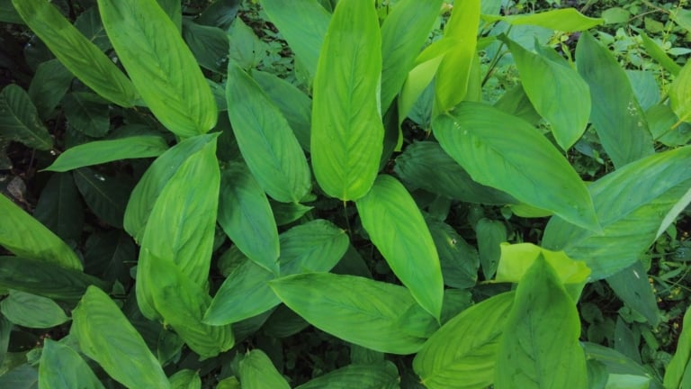 How to Plant, Grow, and Care for Arrowroot