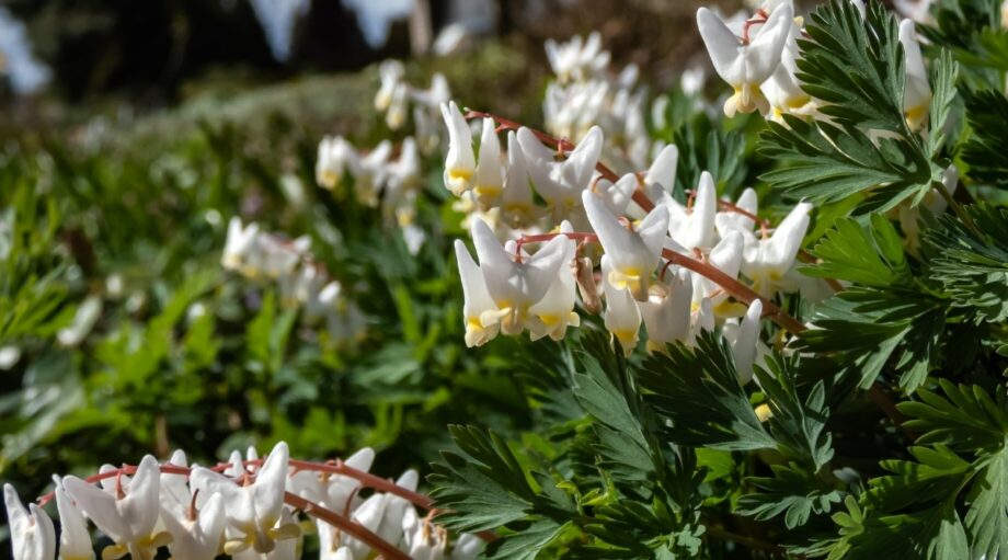 25 Beautiful Flowering Plants That Bloom in Winter