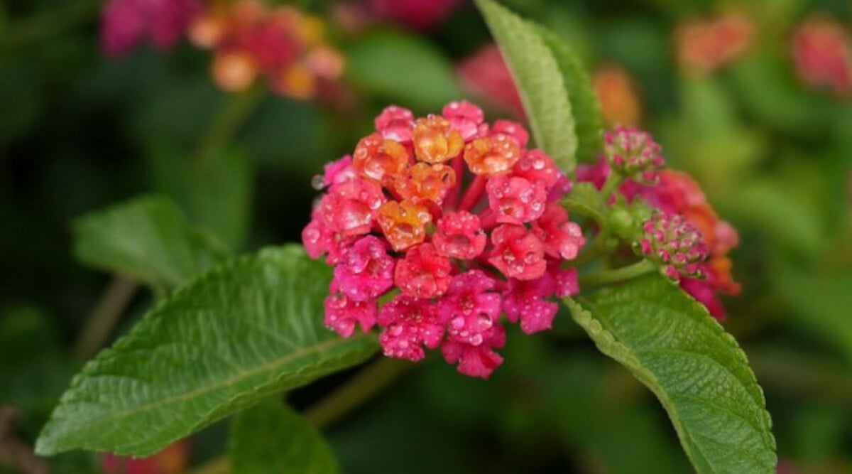 Lantana Plant: Glorious Bold And Brilliant Flowers - Epic Gardening