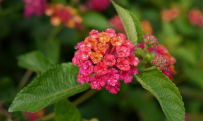 Lantana Plant: Glorious Bold And Brilliant Flowers - Epic Gardening