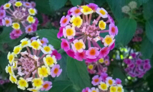 Lantana Plant: Glorious Bold And Brilliant Flowers - Epic Gardening