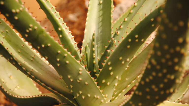 37 Types of Aloe Plants With Names and Pictures