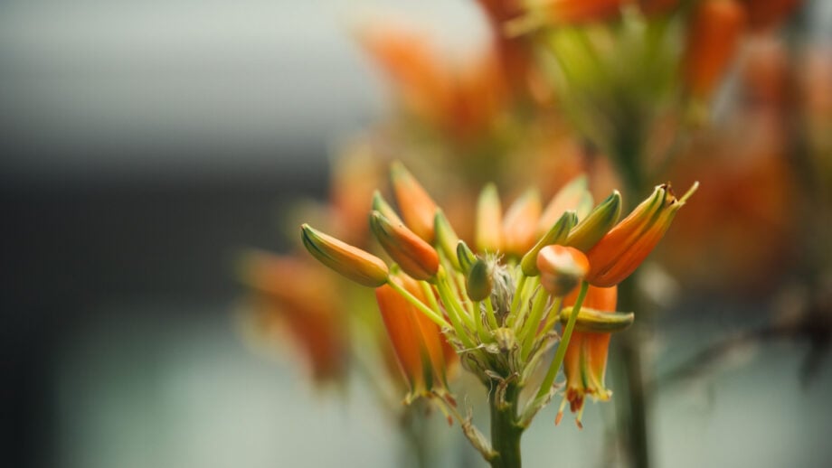 37 Types of Aloe Plants With Names and Pictures
