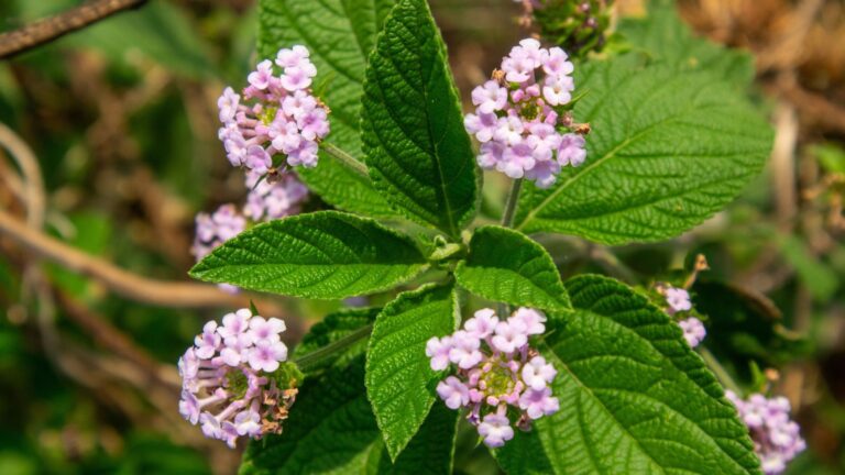 How to Plant, Grow, and Care for Lantana