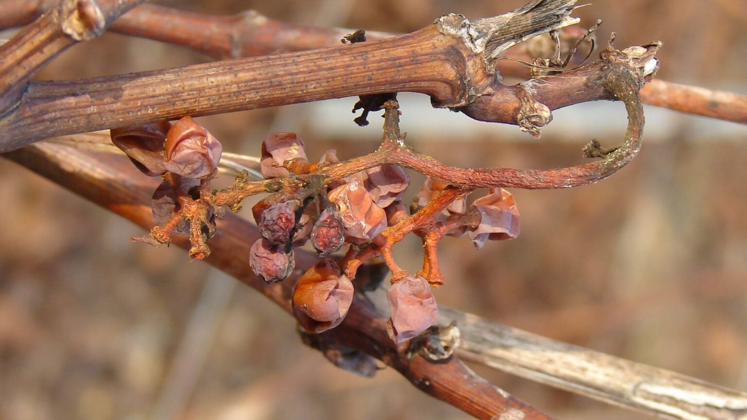 11 Reasons Your Blueberry Plant is Dying and How To Fix it