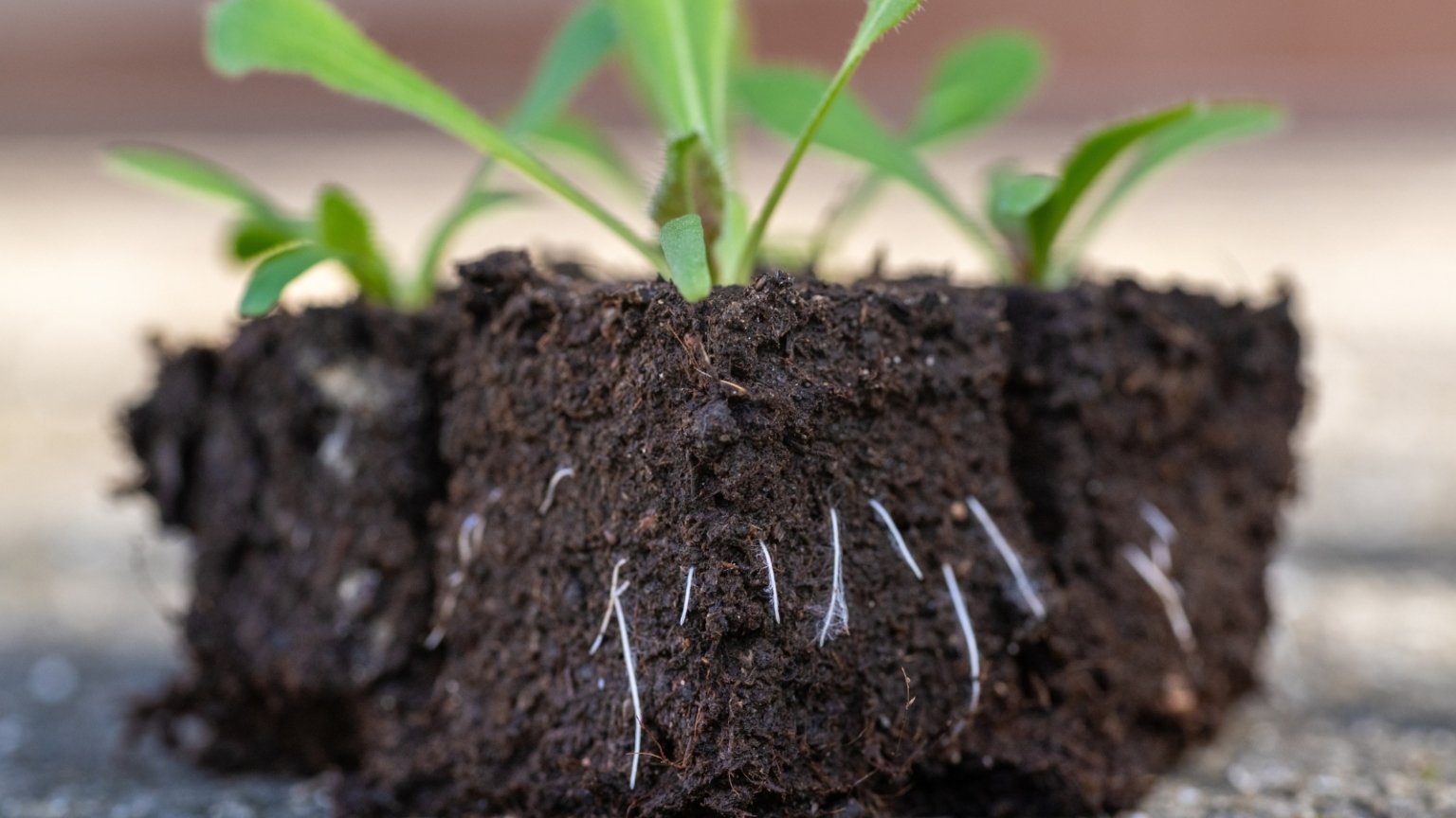 How to Make Soil Blocks: Tools and Recipes