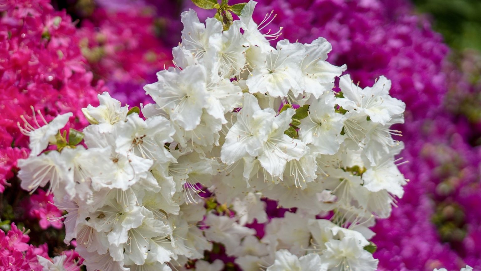 21 Different Types of Rhododendron To Plant This Season