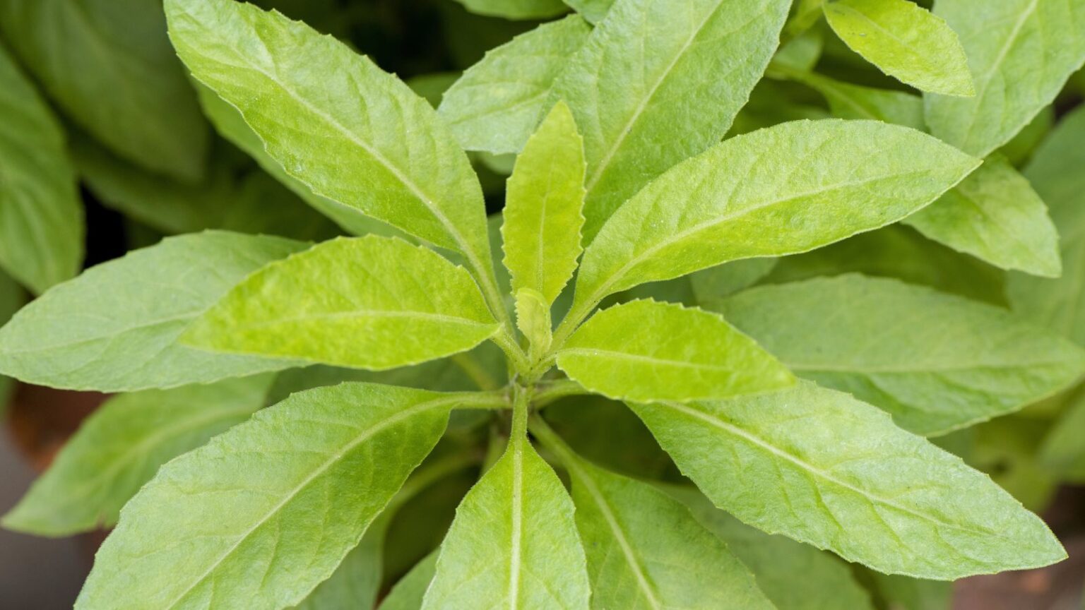 How to Plant, Grow and Care for Longevity Spinach