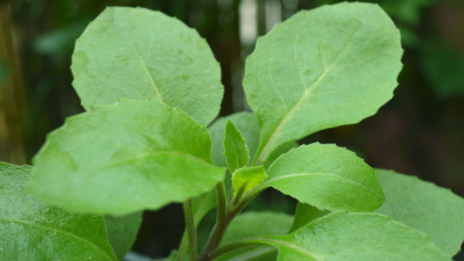 How to Plant, Grow and Care for Longevity Spinach