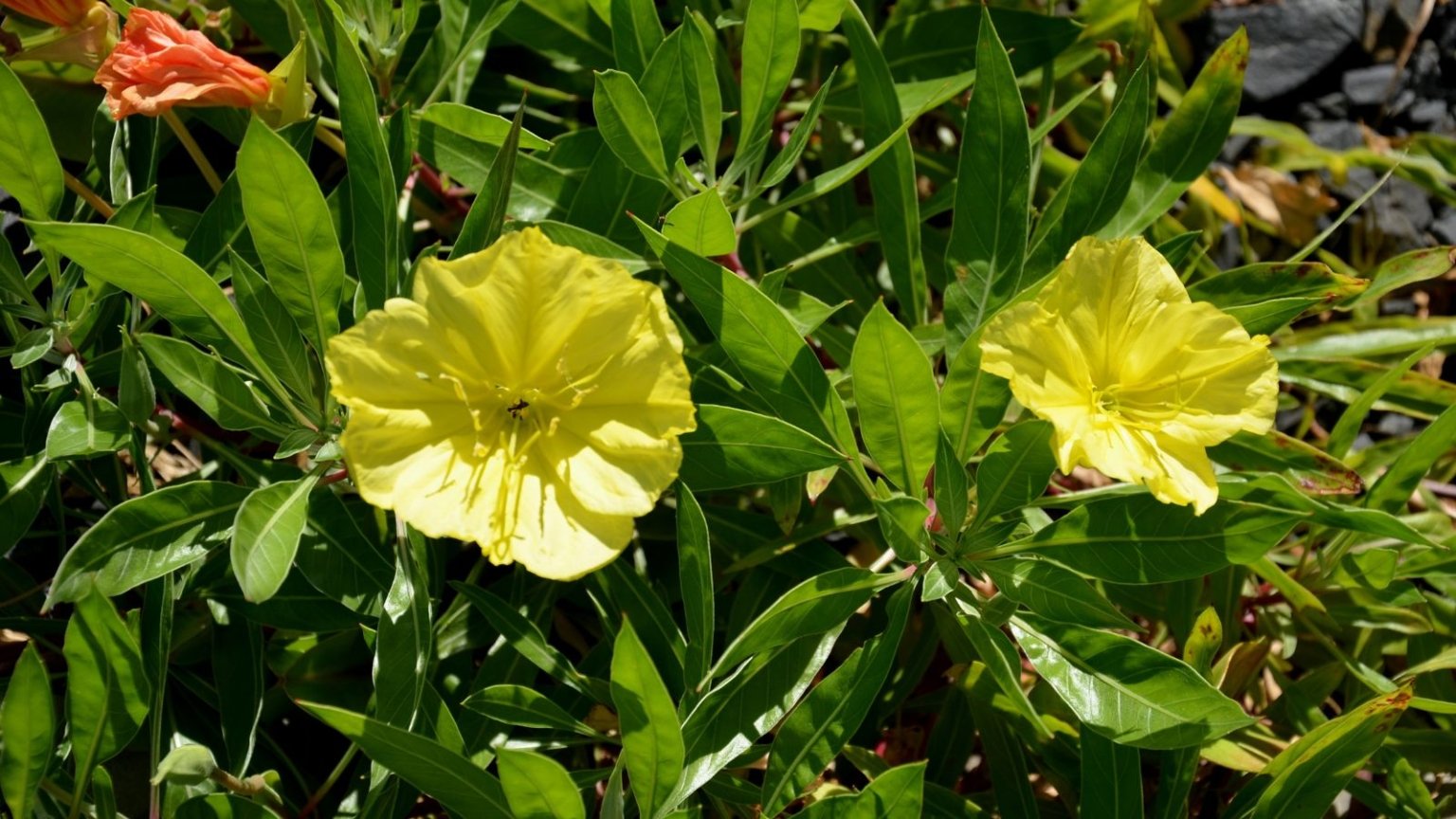How to Plant, Grow, and Care for Oenothera Macrocarpa
