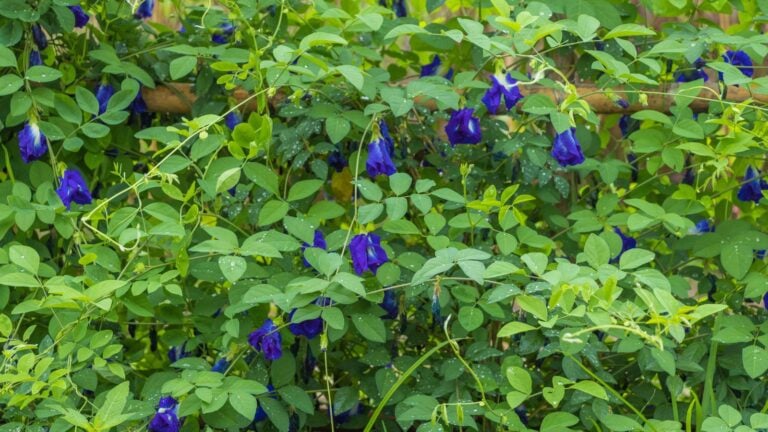 How to Plant, Grow, and Care for Butterfly Pea