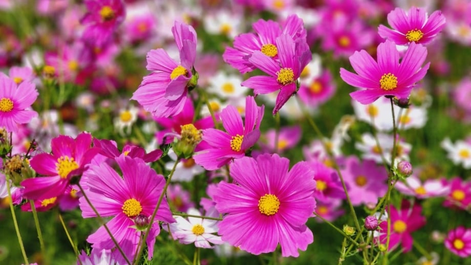 How to Plant, Grow, and Care for Cosmos
