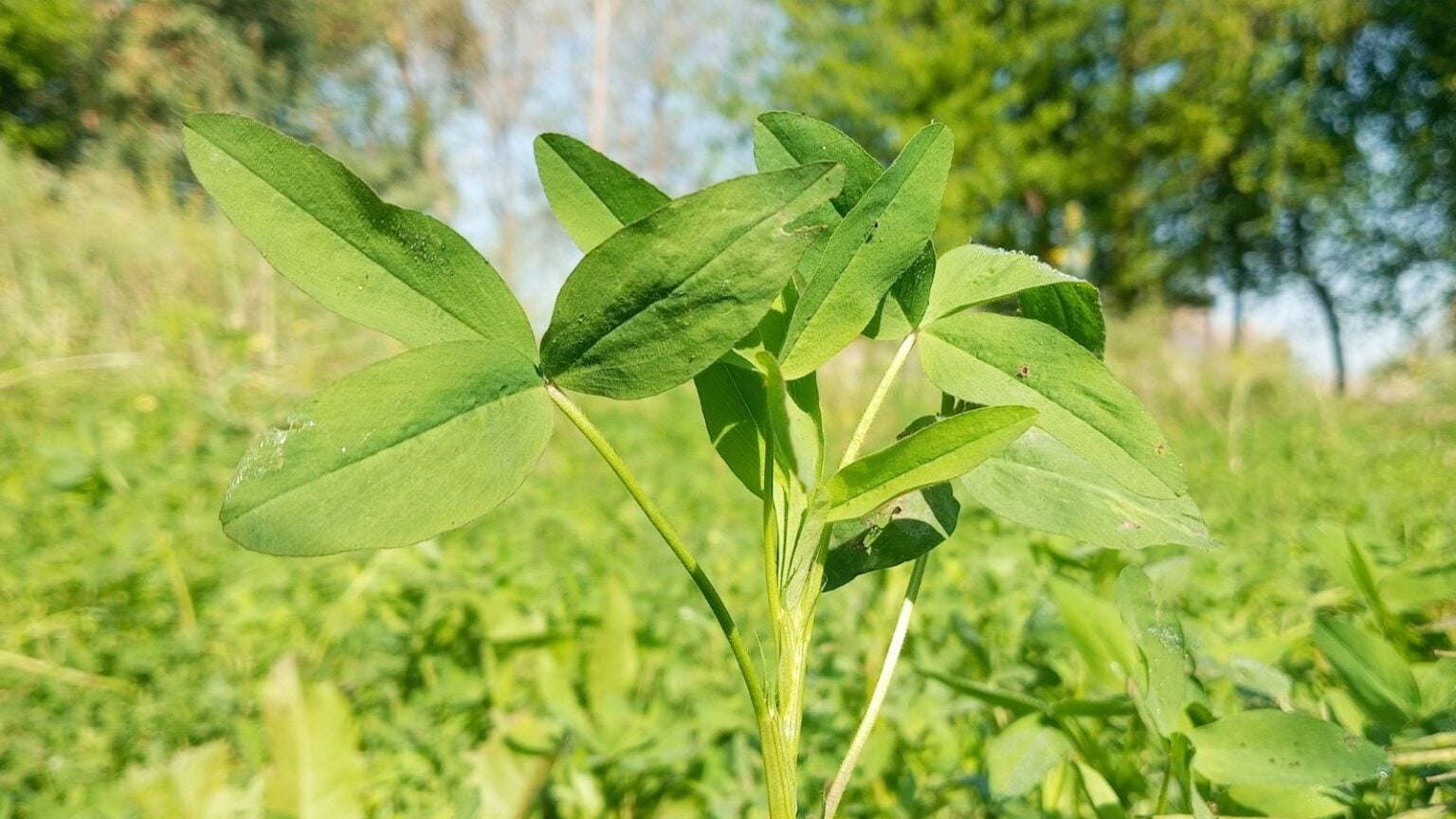 How to Plant, Grow and Care for Longevity Spinach