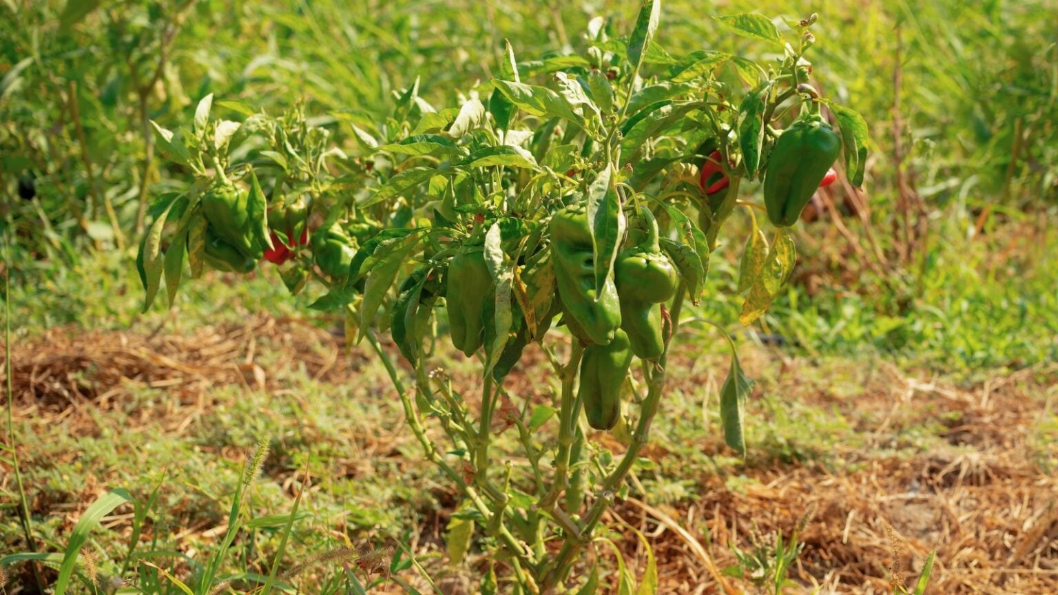 How to Plant, Grow, and Care for Poblano Peppers