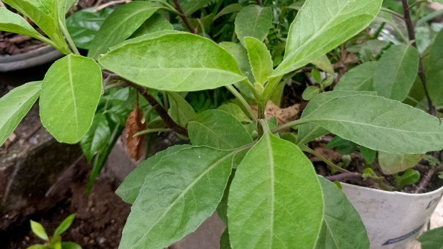 How to Plant, Grow and Care for Longevity Spinach