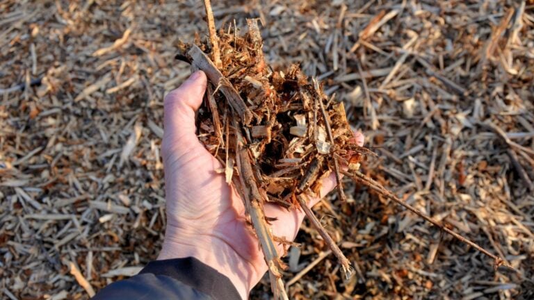 Ramial Chipped Wood: How to Use it in Your Garden