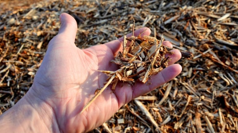 Ramial Chipped Wood: How to Use it in Your Garden