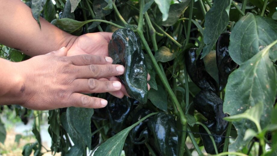 How to Plant, Grow, and Care for Poblano Peppers