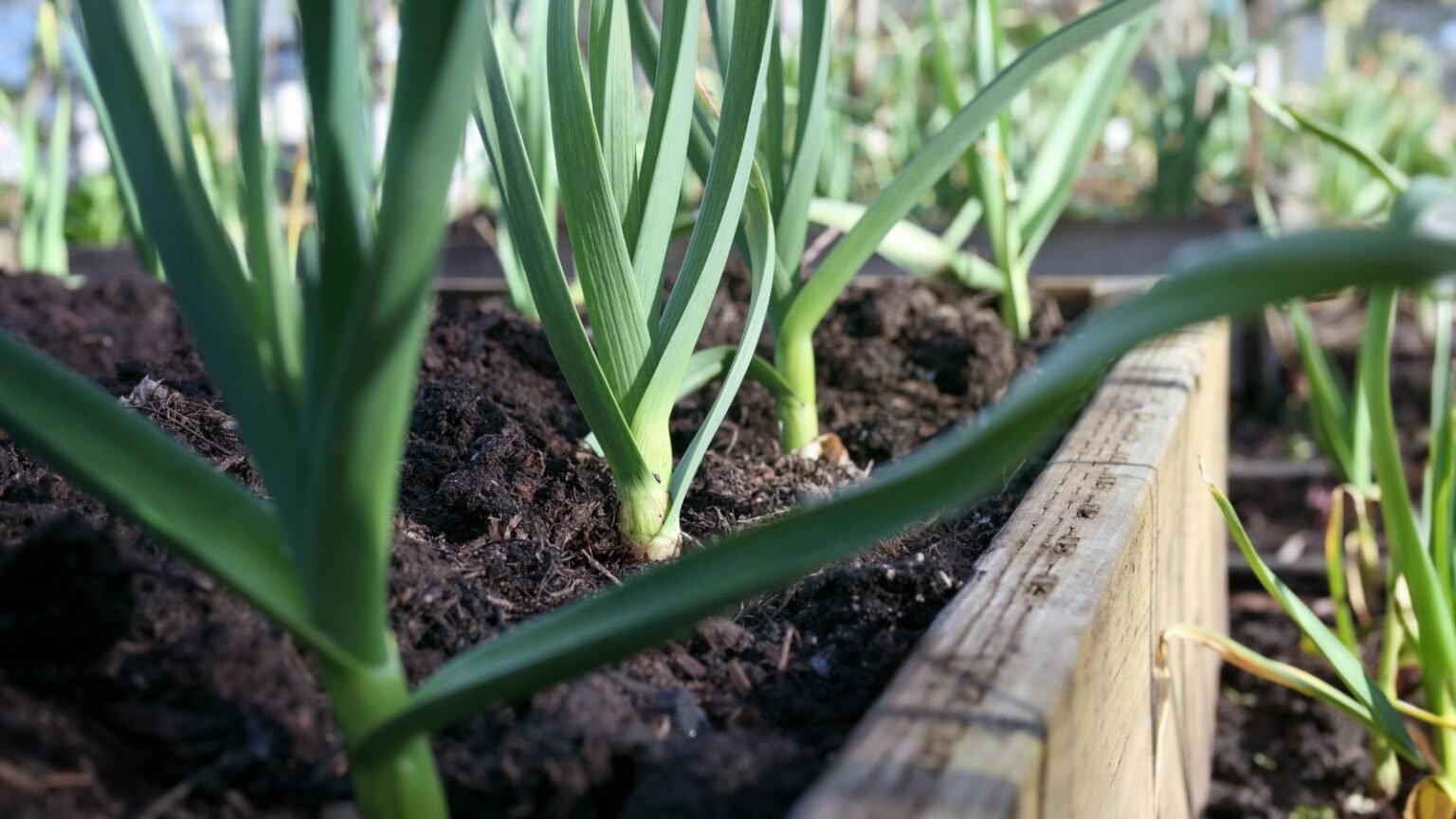 How to Plant, Grow, and Care for Leeks